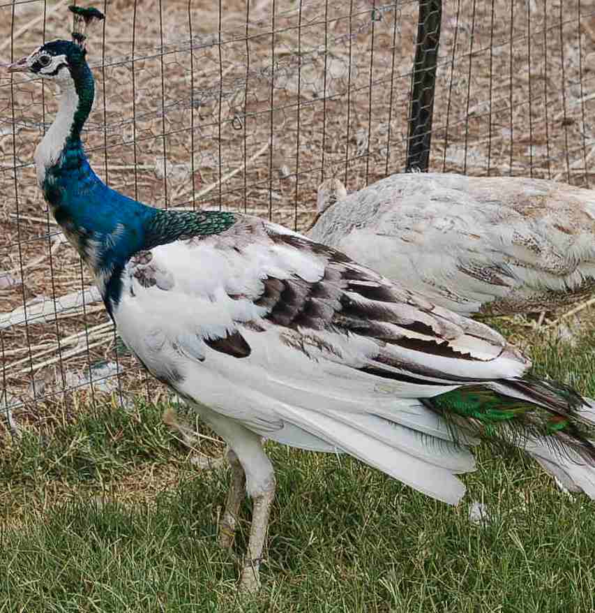 Texaspeafowl.com
